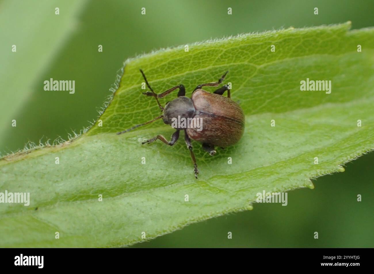Western Grape Rootworm (Bromius obscurus Stock Photo - Alamy