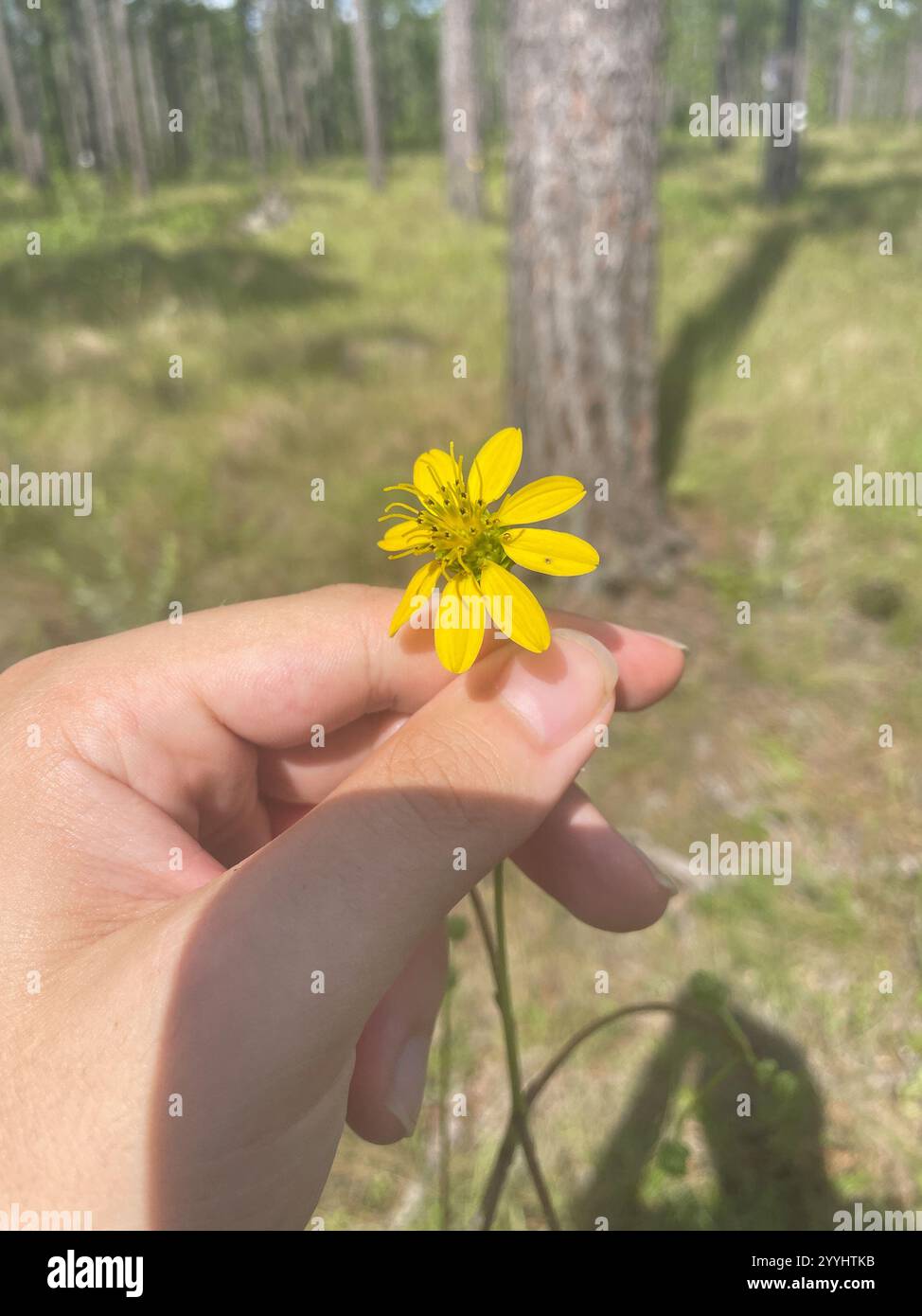 Kidney-leaf Rosinweed (Silphium compositum Stock Photo - Alamy