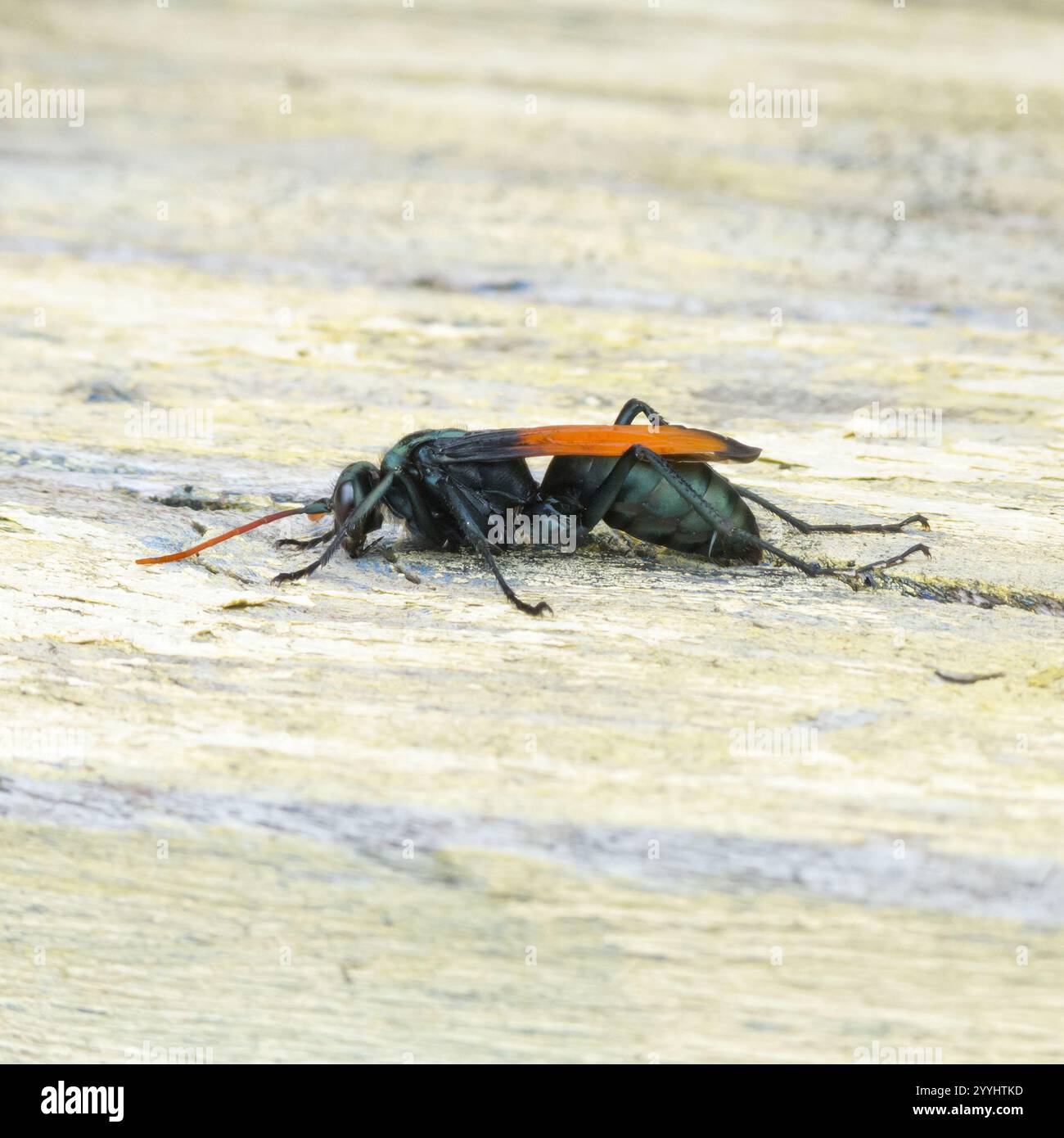 Tarantula-hawk Wasps and Allies (Pepsini Stock Photo - Alamy
