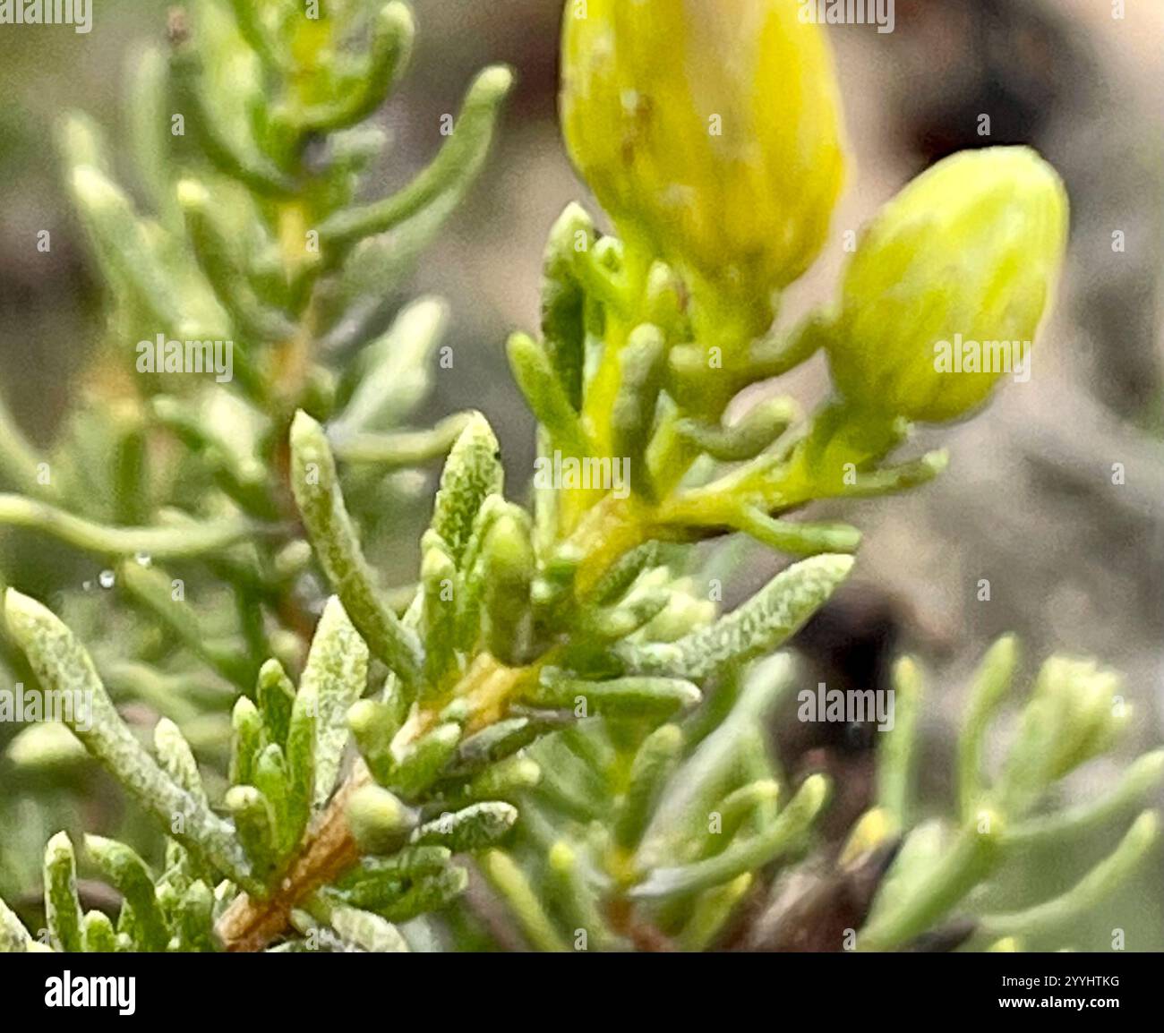 Eastwood's goldenbush (Ericameria fasciculata Stock Photo - Alamy