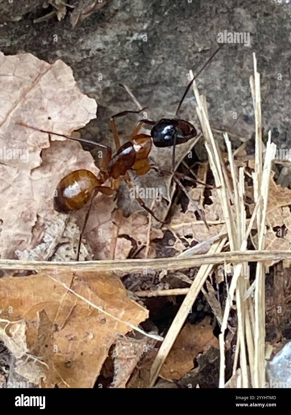 American Carpenter Ant (Camponotus americanus Stock Photo - Alamy