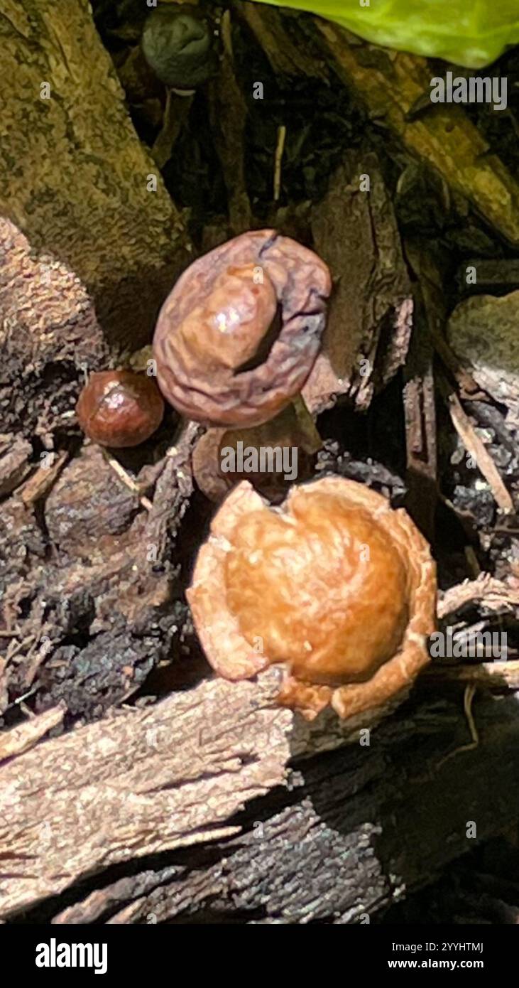 Banded Mottlegill (Panaeolus cinctulus Stock Photo - Alamy