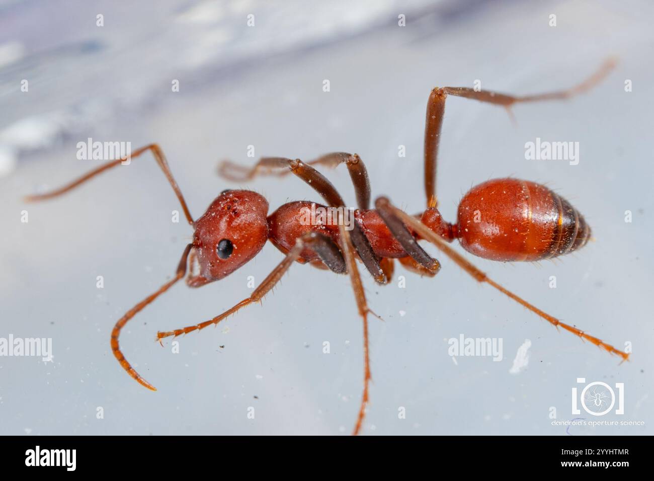 Long-horned Amazon Ant (Polyergus longicornis Stock Photo - Alamy