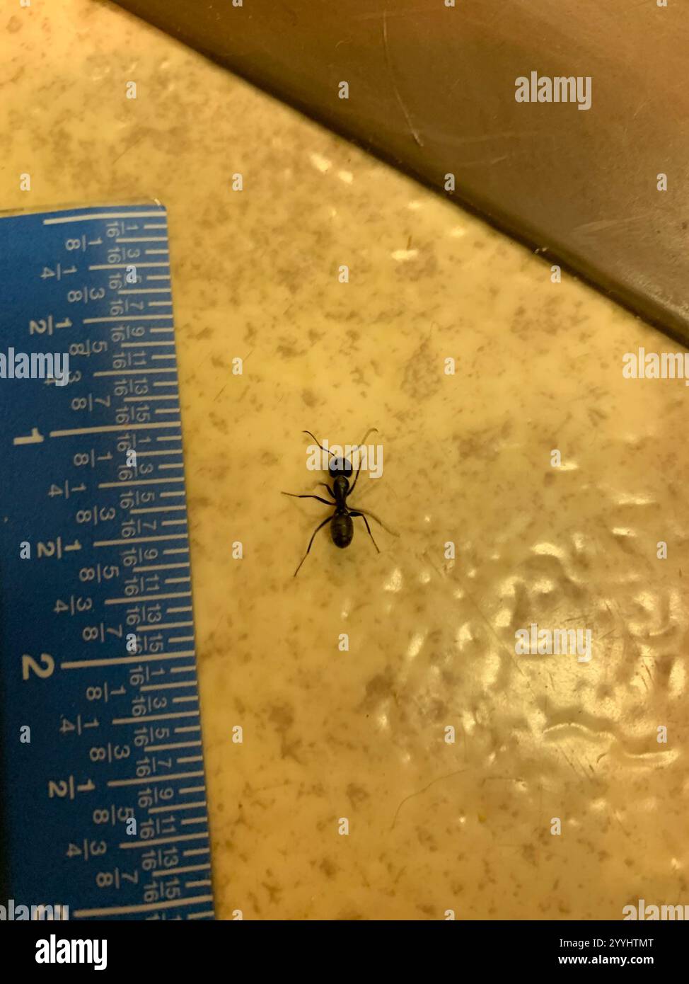 Eastern Black Carpenter Ant (Camponotus pennsylvanicus Stock Photo - Alamy