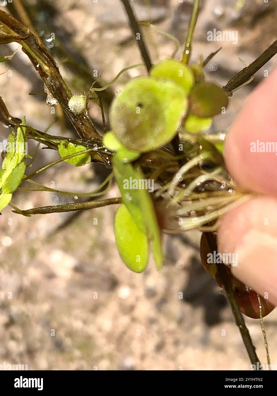 greater duckweed (Spirodela polyrhiza Stock Photo - Alamy