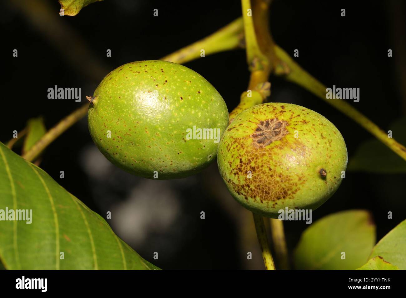 Persian walnut (Juglans regia Stock Photo - Alamy