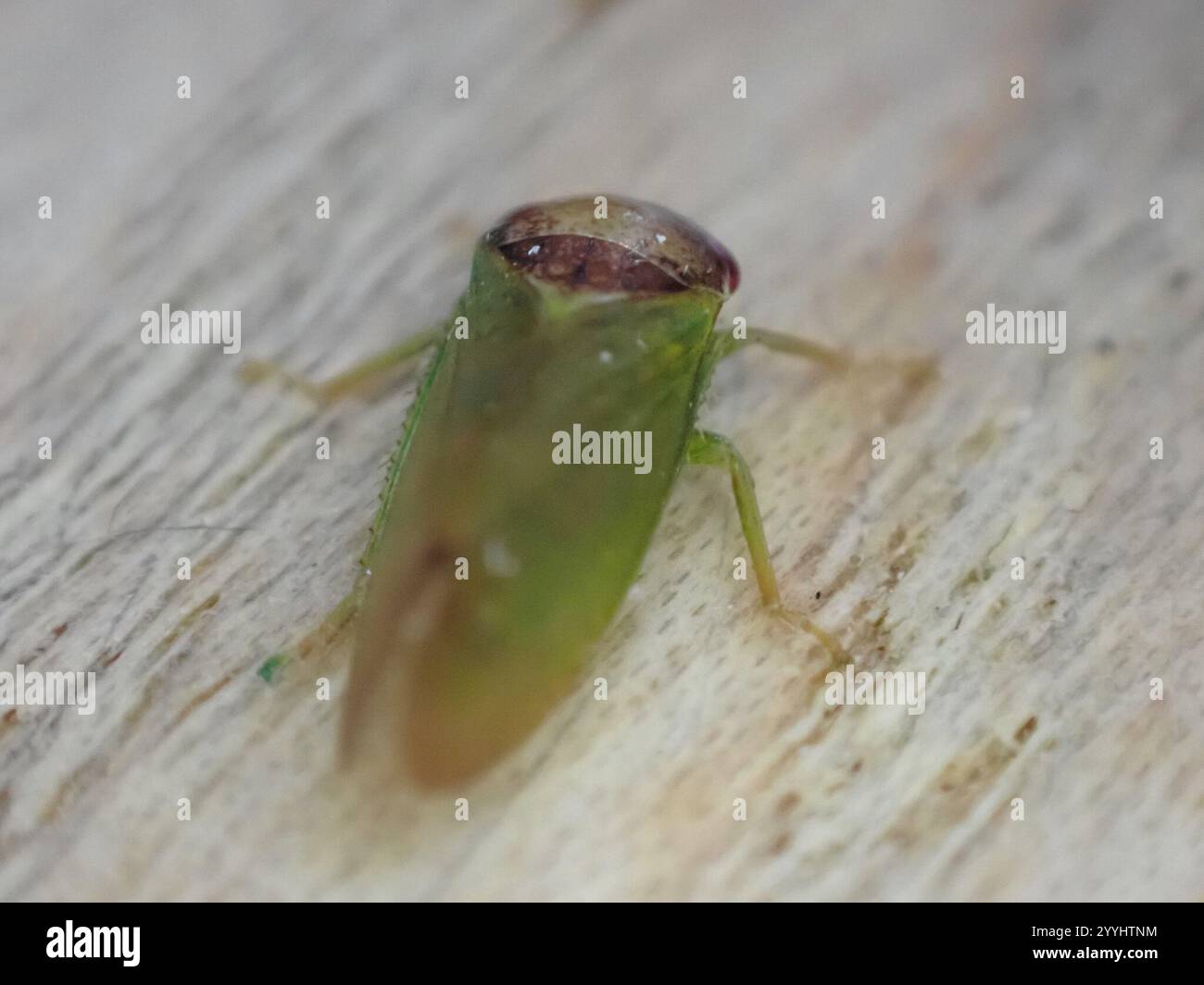 oak leafhopper (Iassus lanio Stock Photo - Alamy