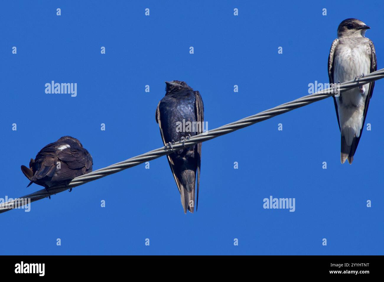 Purple Martin (Progne subis Stock Photo - Alamy