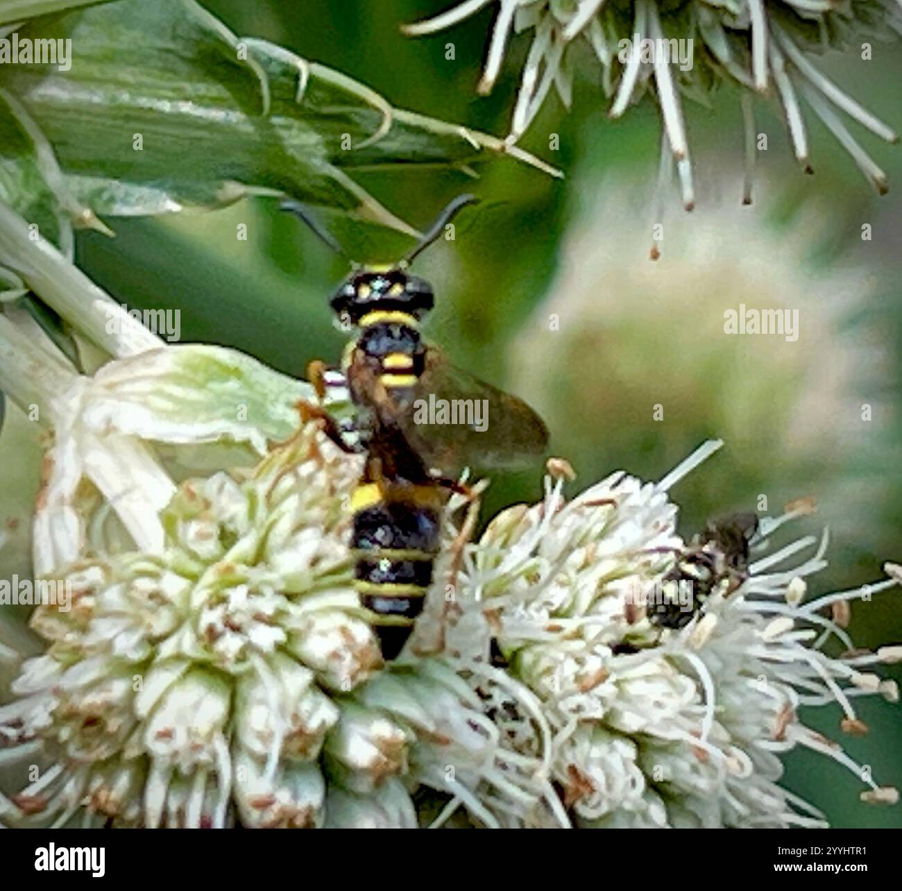 Hump-backed Beewolf (Philanthus gibbosus Stock Photo - Alamy