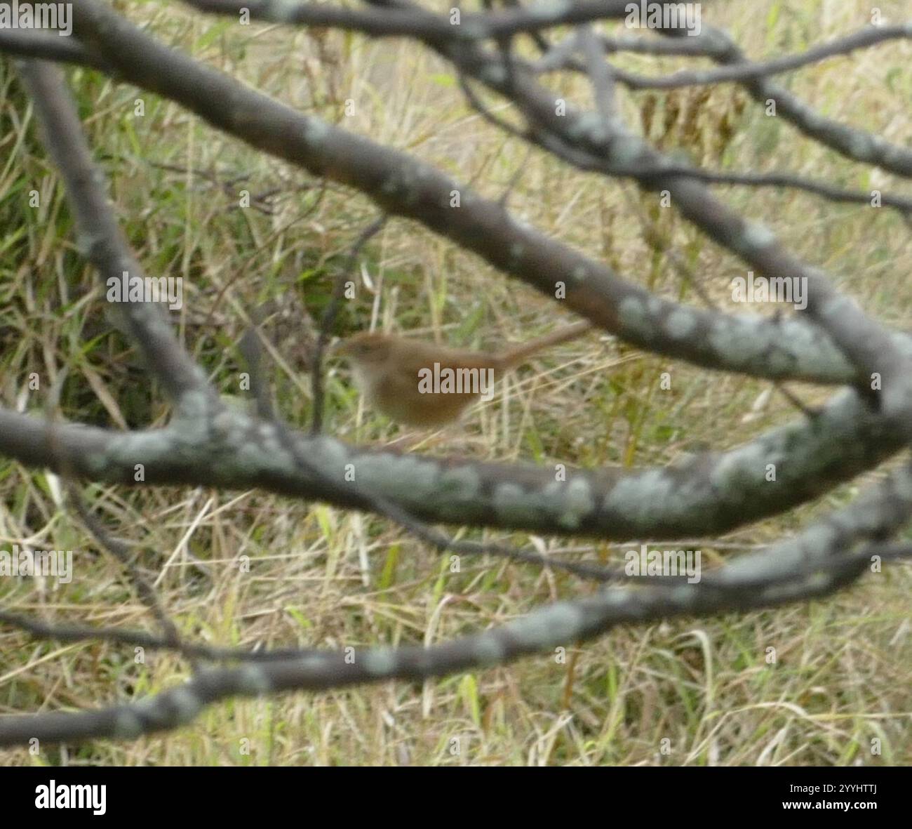Tawny Grassbird (Cincloramphus timoriensis Stock Photo - Alamy