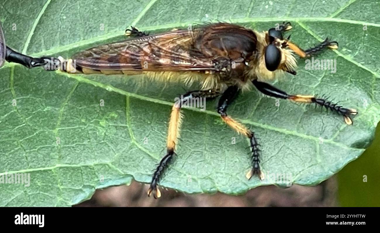 Red-footed Cannibal Fly (Promachus rufipes Stock Photo - Alamy