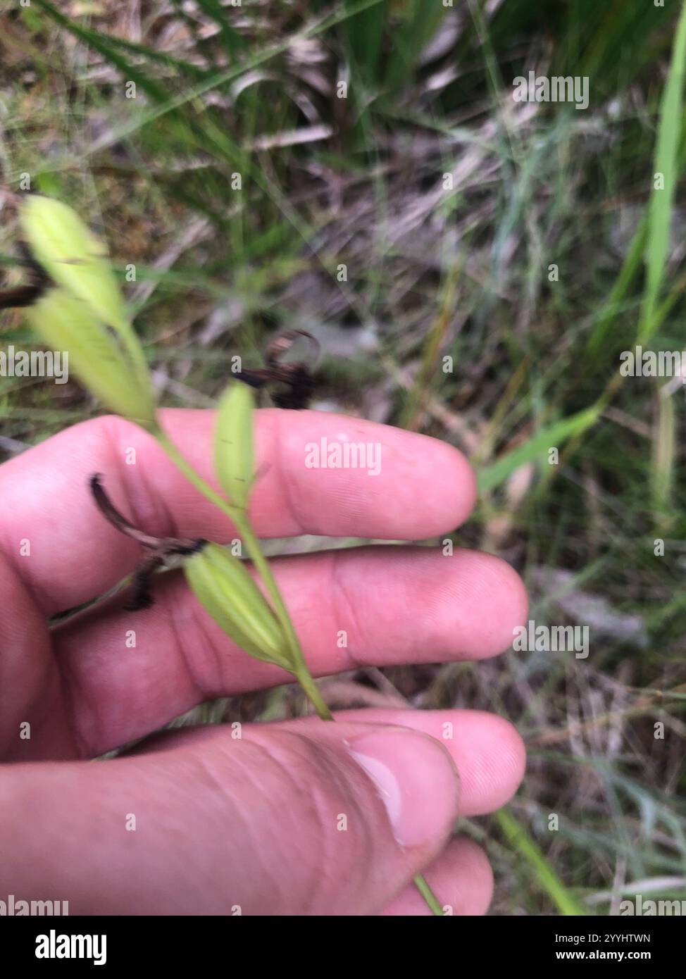 Bearded Grasspink (Calopogon barbatus Stock Photo - Alamy