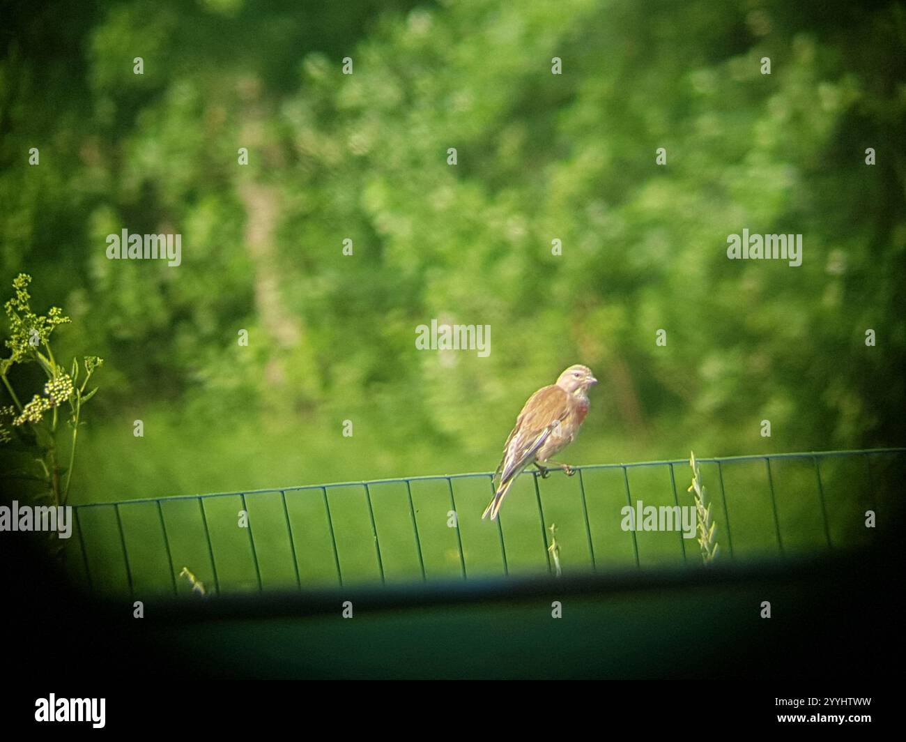 Eurasian Linnet (Linaria cannabina Stock Photo - Alamy
