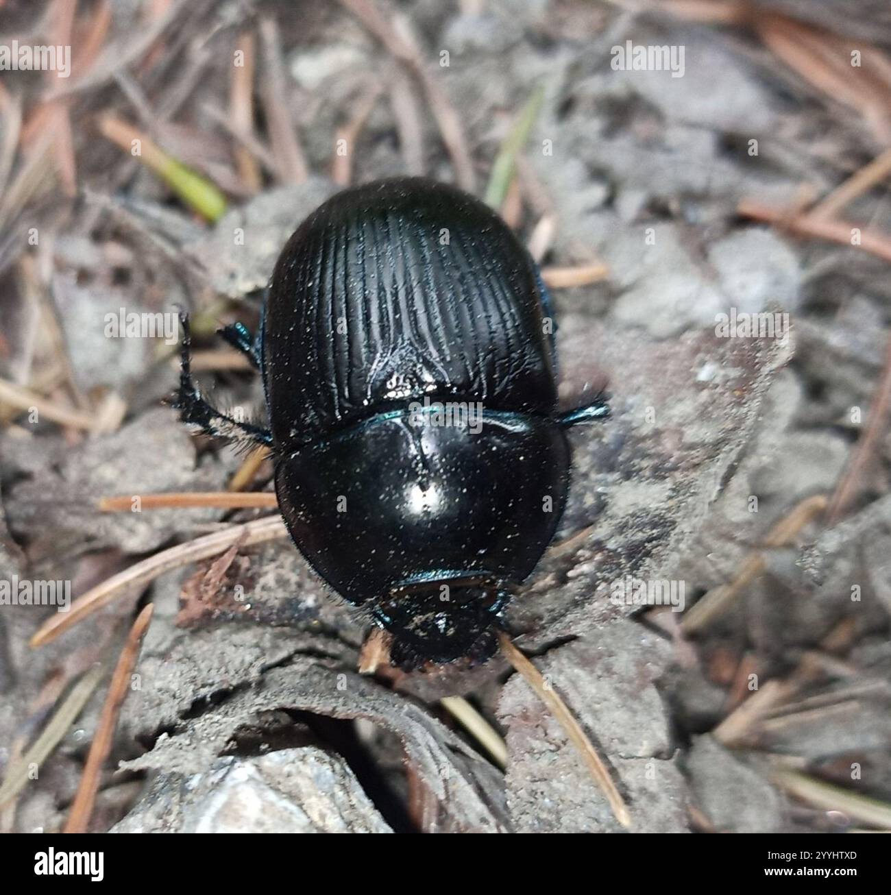 Common Dumbledore Beetle (Geotrupes spiniger Stock Photo - Alamy