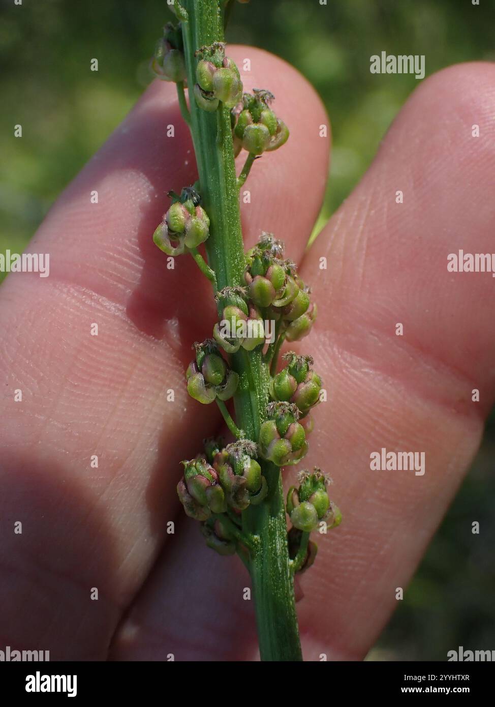 common arrowgrass (Triglochin maritima Stock Photo - Alamy