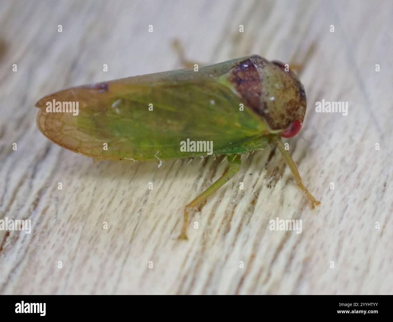 oak leafhopper (Iassus lanio Stock Photo - Alamy