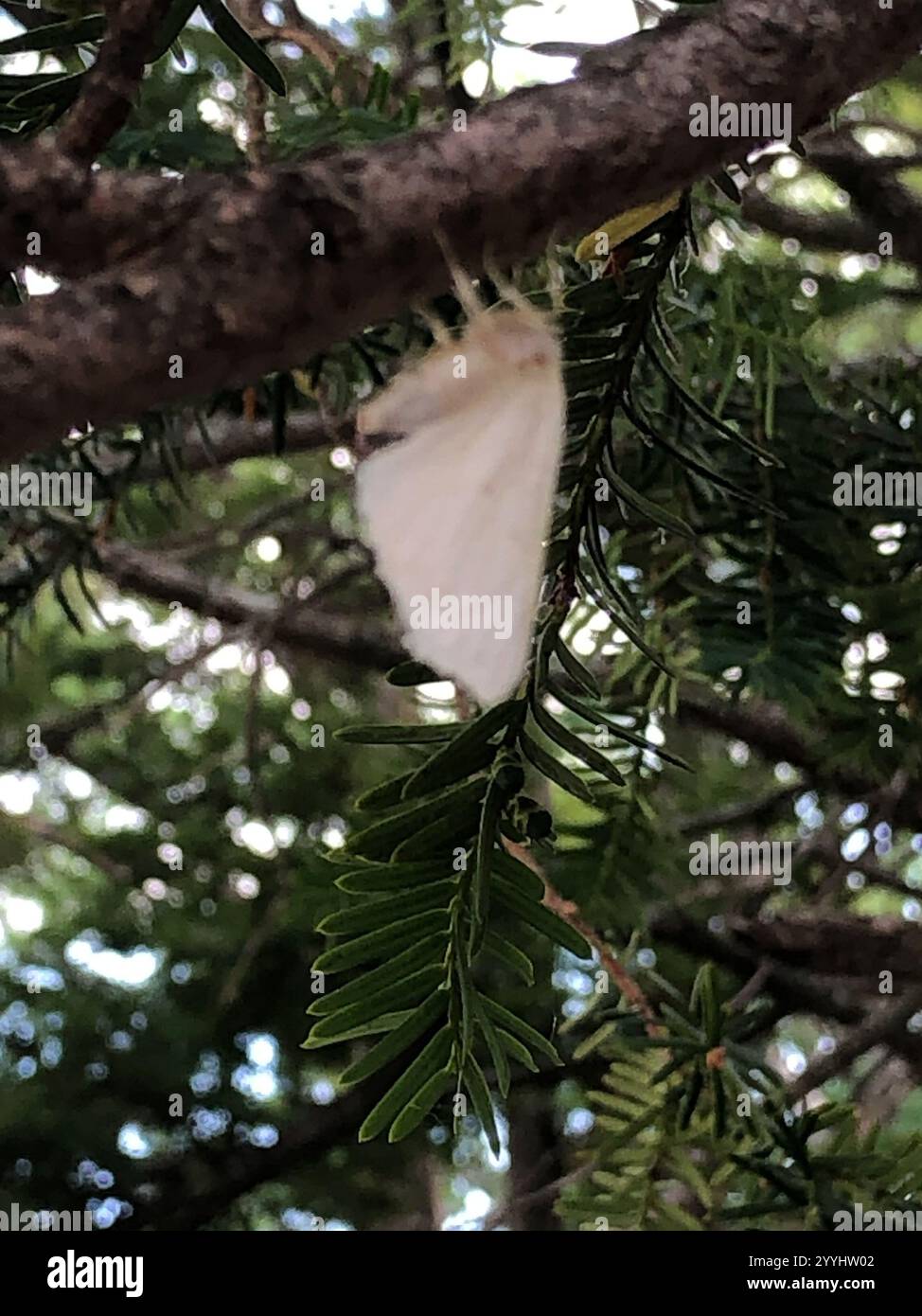 Elm Spanworm Moth (Ennomos subsignaria Stock Photo - Alamy