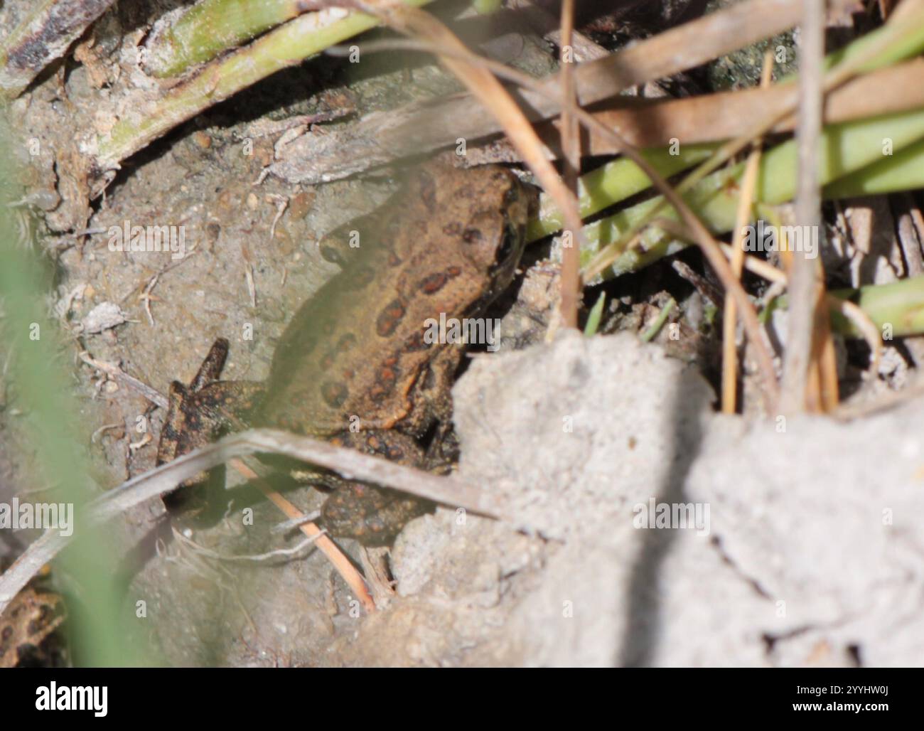Western Toad (Anaxyrus boreas Stock Photo - Alamy