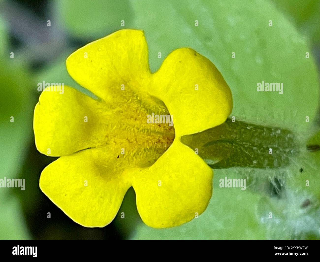 wing-leaf monkeyflower (Erythranthe ptilota Stock Photo - Alamy
