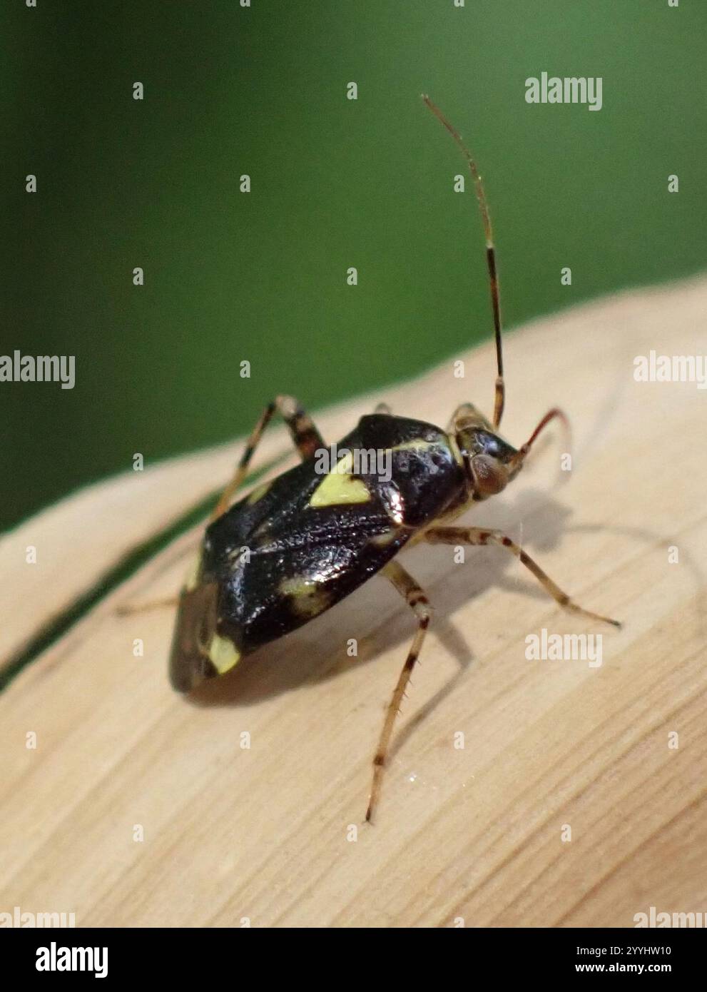 Three Spotted Nettle Bug (Liocoris tripustulatus Stock Photo - Alamy