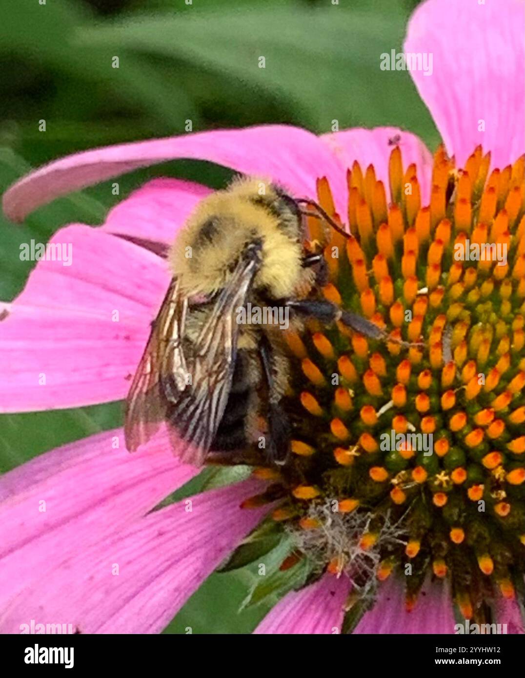 Two-spotted Bumble Bee (Bombus bimaculatus Stock Photo - Alamy