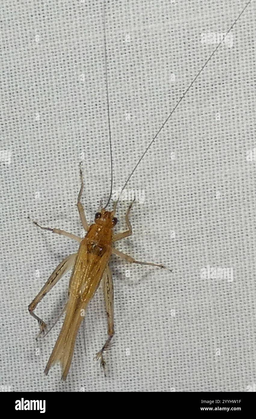 Brown Sword-tail Crickets (Anaxipha Stock Photo - Alamy