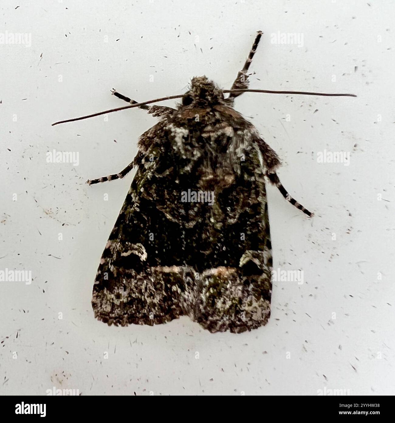 Olive Arches Moth (Lacinipolia olivacea Stock Photo - Alamy