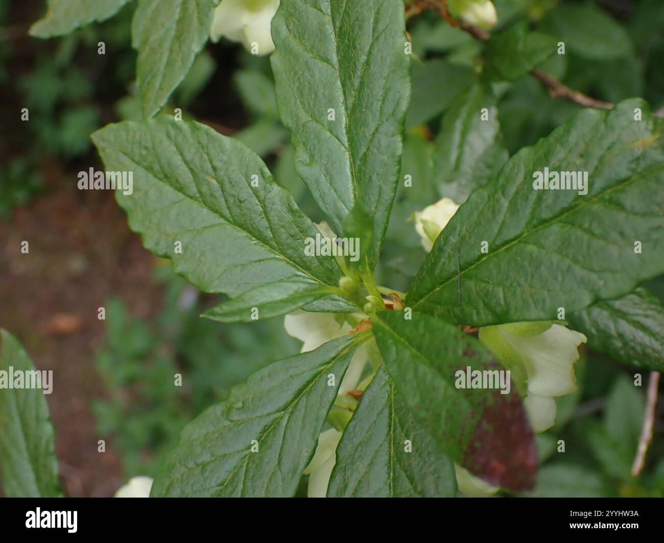 White-flowered Rhododendron (Rhododendron albiflorum Stock Photo - Alamy
