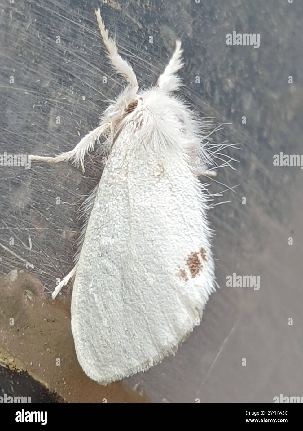 Swan Moth (Sphrageidus similis Stock Photo - Alamy