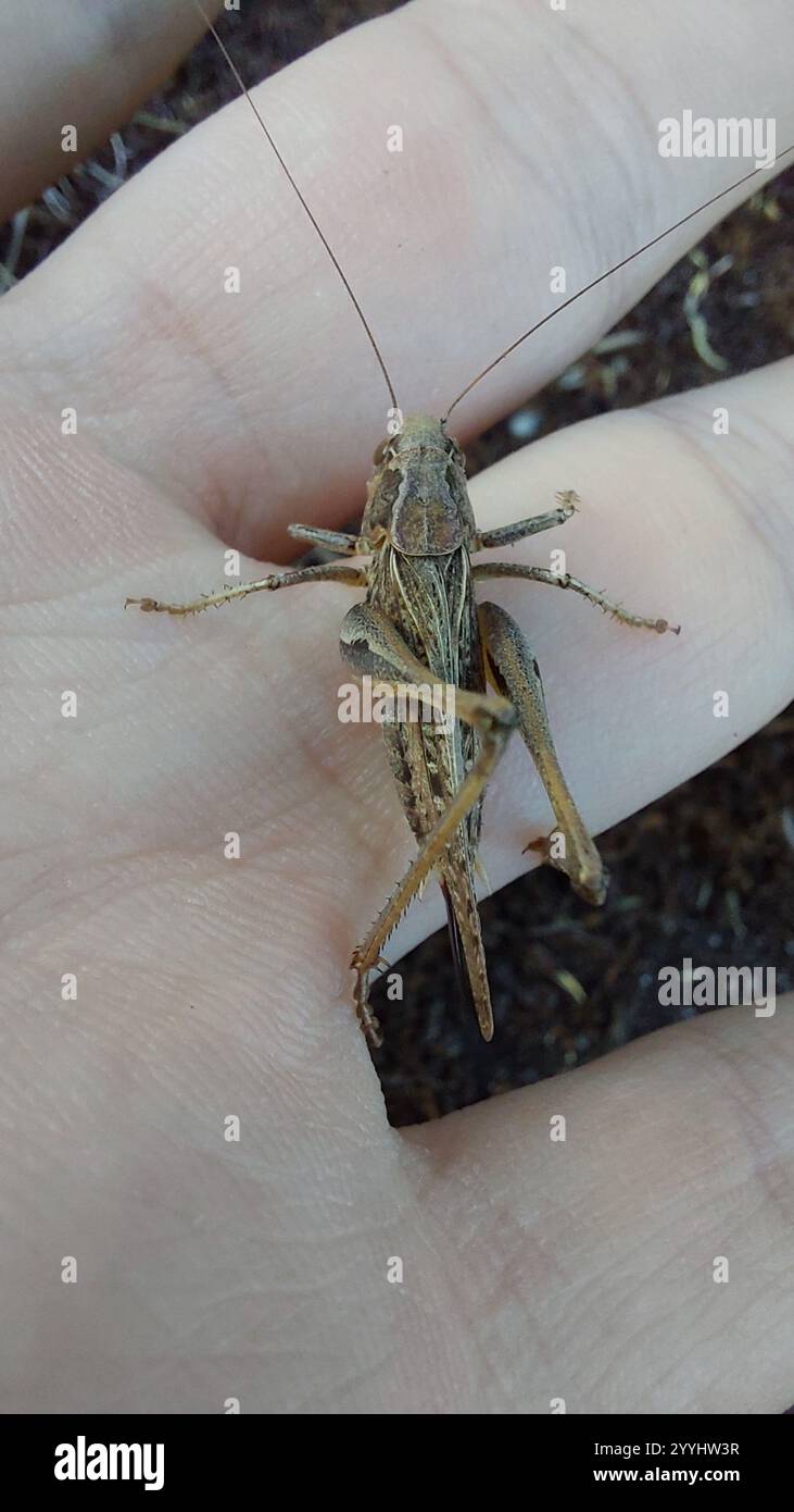 Grey Bush-cricket (Platycleis albopunctata Stock Photo - Alamy