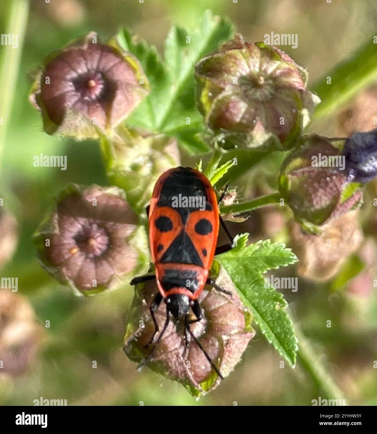 European Firebug (Pyrrhocoris apterus Stock Photo - Alamy