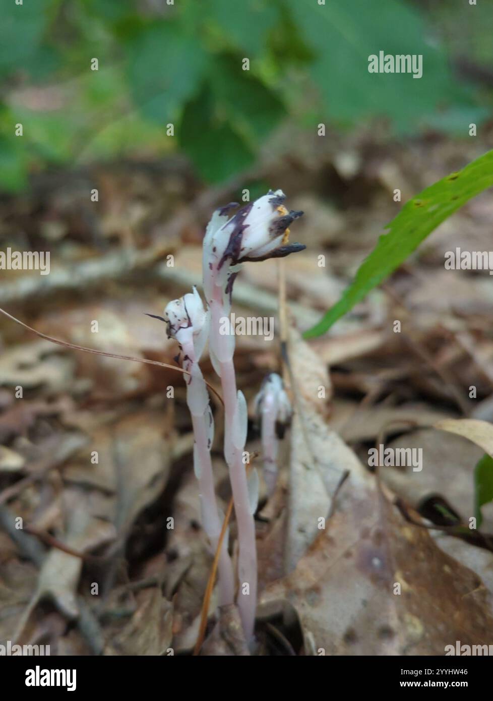 Ghost Pipe (Monotropa uniflora Stock Photo - Alamy