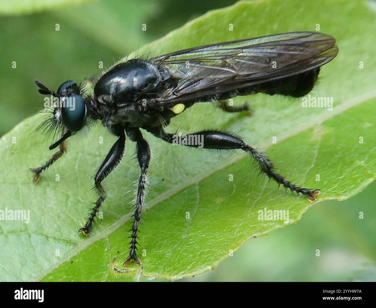 Common Black Laphria (Laphria canis Stock Photo - Alamy