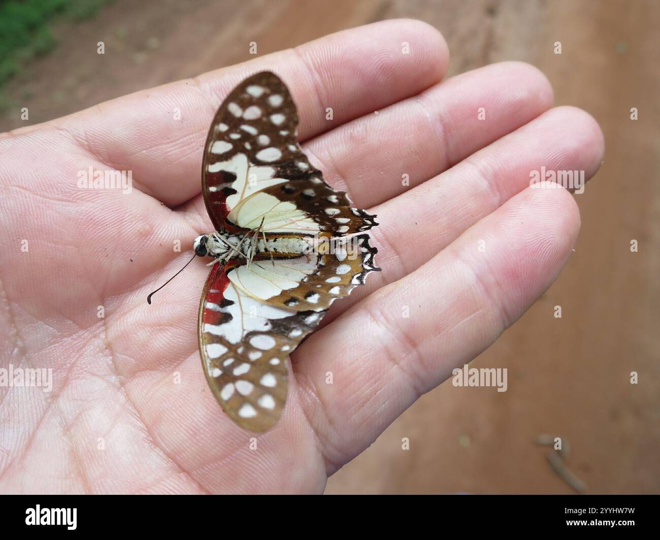 Angola white lady hi-res stock photography and images - Alamy