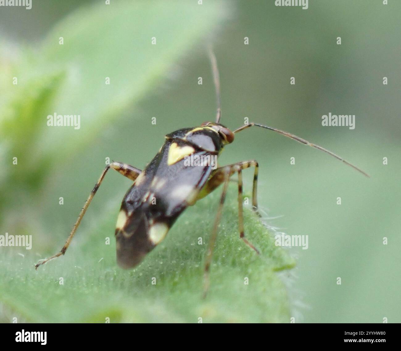 Three Spotted Nettle Bug (Liocoris tripustulatus Stock Photo - Alamy