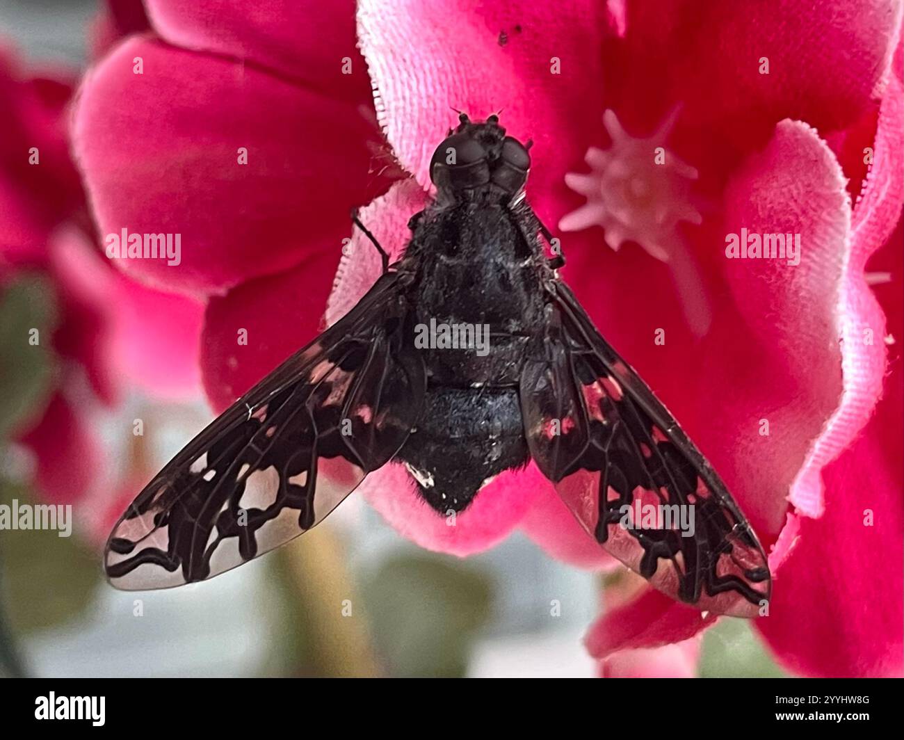Xenox tigrinus hi-res stock photography and images - Alamy