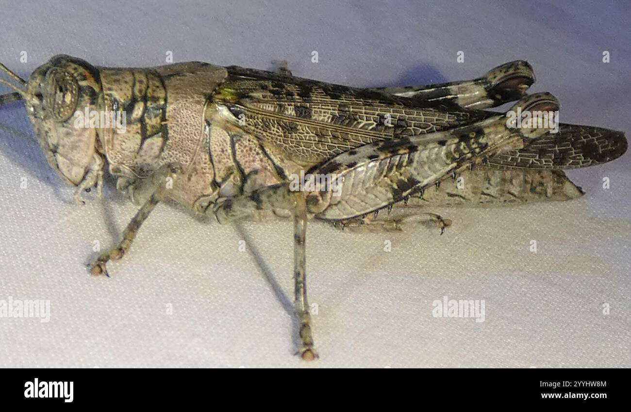 Pine tree Spur-throat Grasshopper (Melanoplus punctulatus Stock Photo ...
