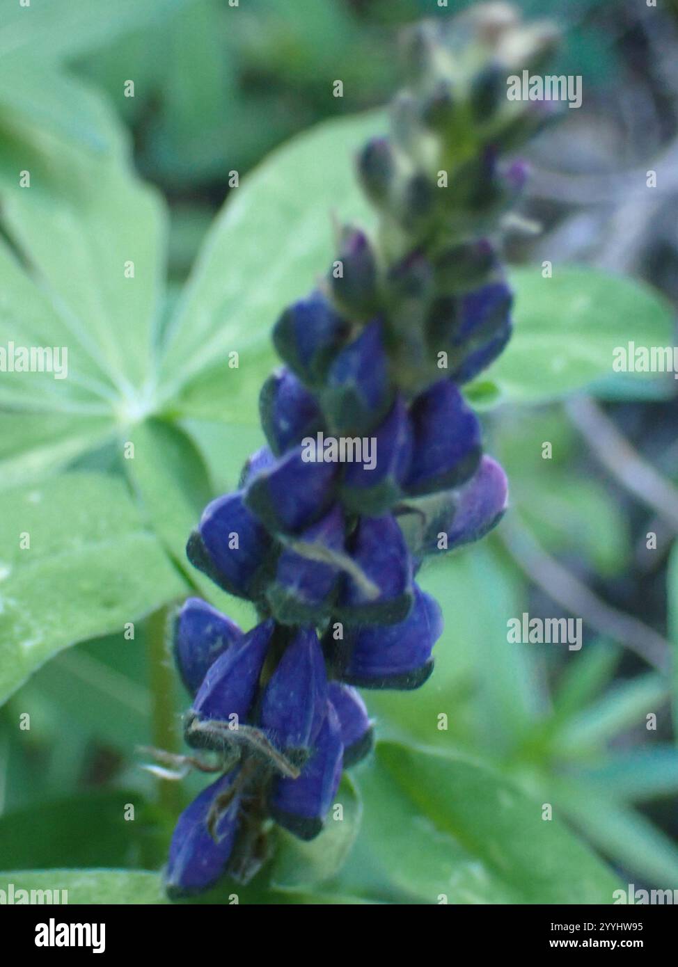 Broadleaf Lupine (Lupinus latifolius Stock Photo - Alamy