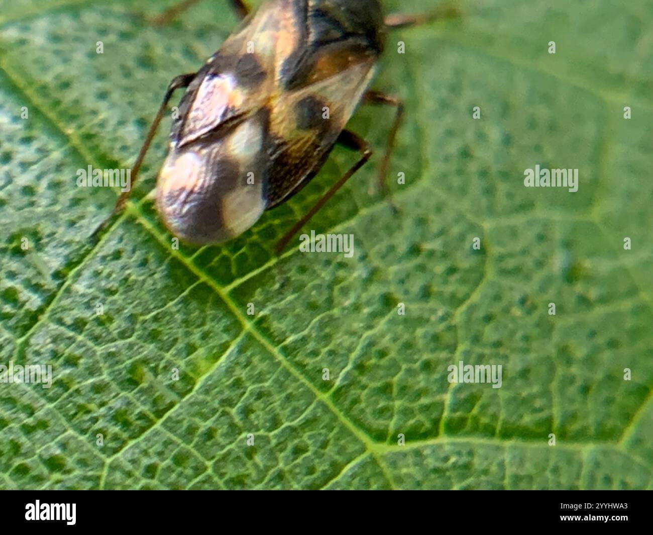 Common Flowerbug (Anthocoris nemorum Stock Photo - Alamy