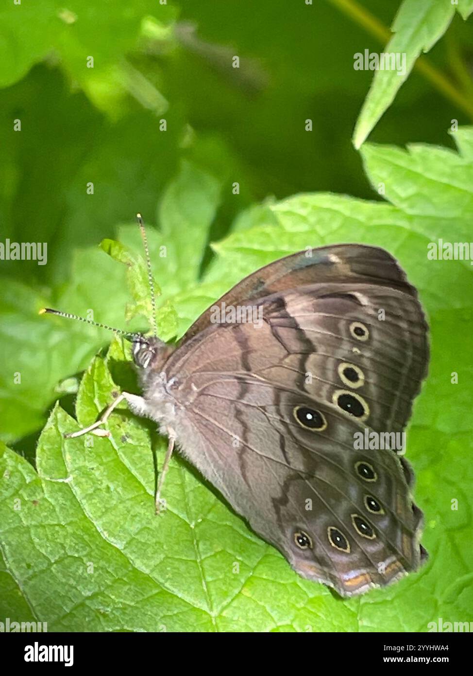 Northern Pearly-eye (Lethe anthedon Stock Photo - Alamy
