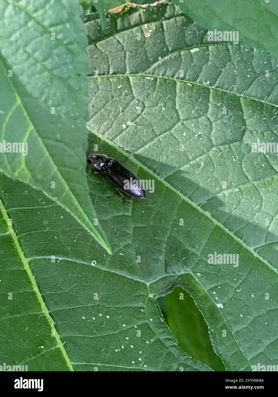Click Beetles (Elateridae Stock Photo - Alamy