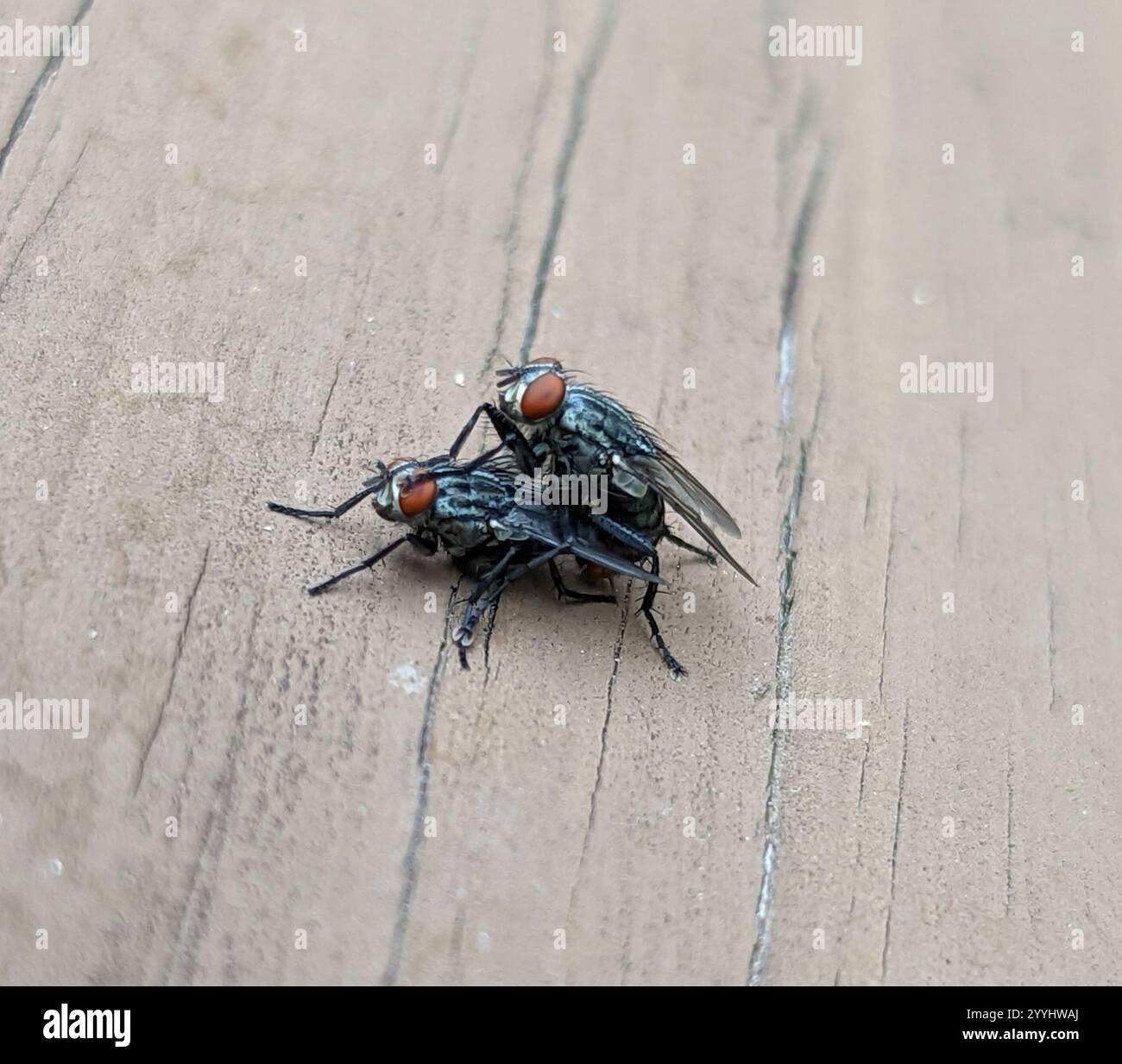 Typical Flesh Flies (Sarcophaginae Stock Photo - Alamy