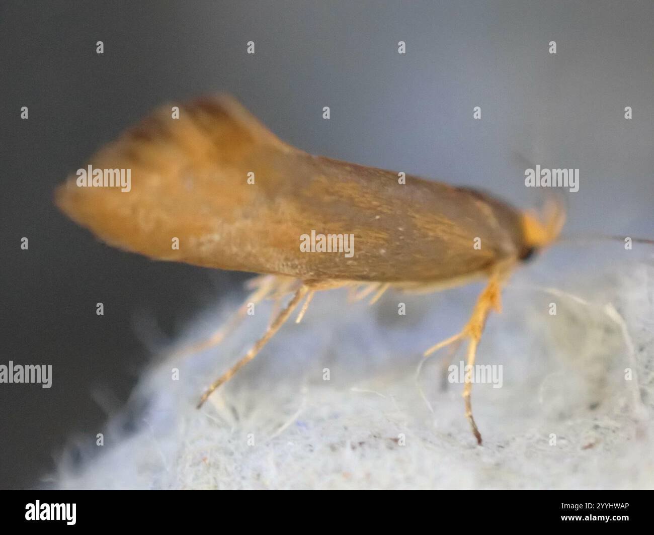 Golden-brown Tubic (Crassa unitella Stock Photo - Alamy