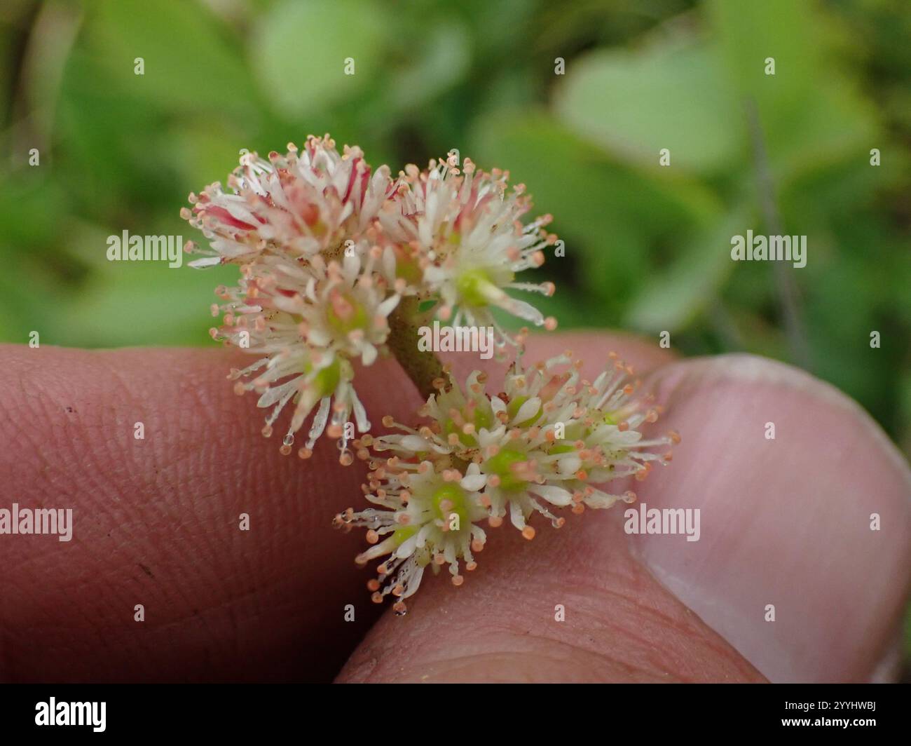 western false asphodel (Triantha occidentalis Stock Photo - Alamy
