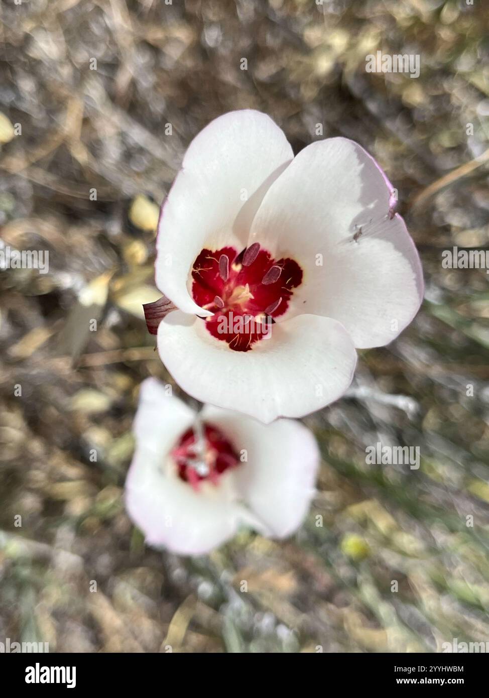 la panza mariposa lily (Calochortus simulans Stock Photo - Alamy