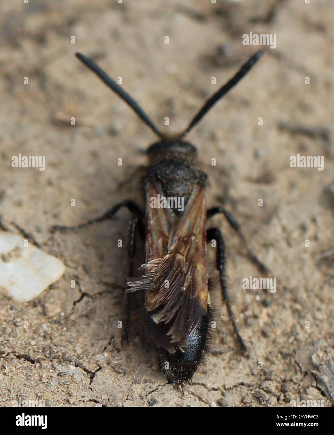Scolia sexmaculata hi-res stock photography and images - Alamy