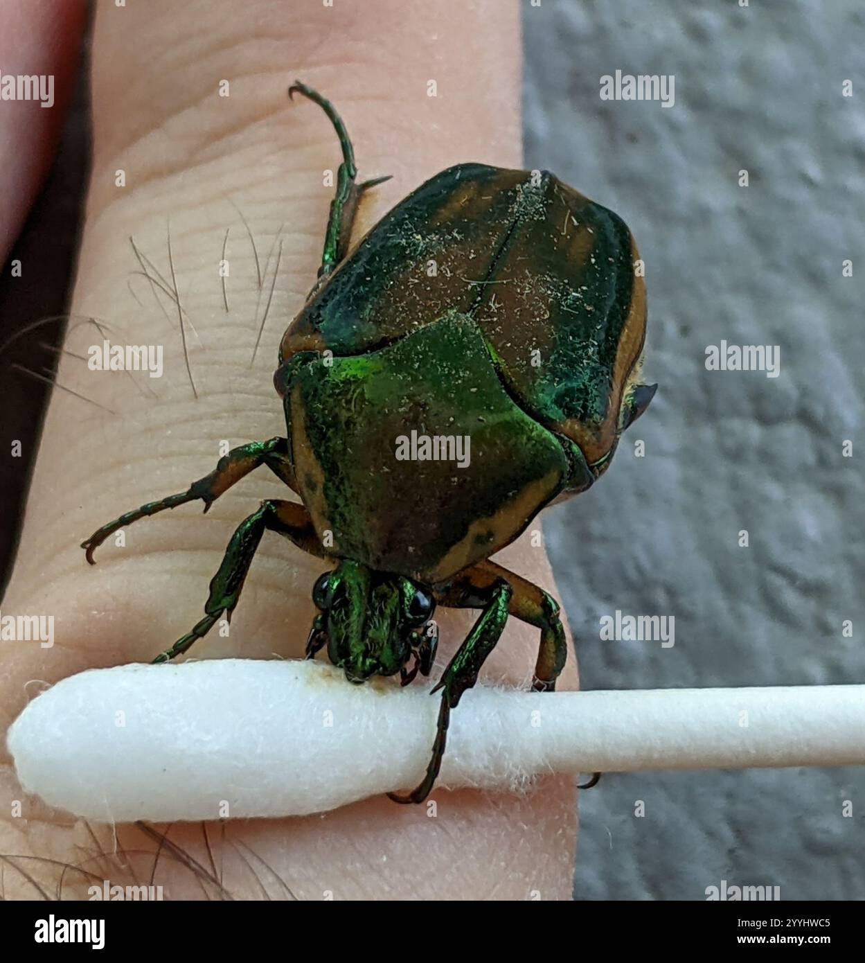 Common Green June Beetle (Cotinis nitida Stock Photo - Alamy