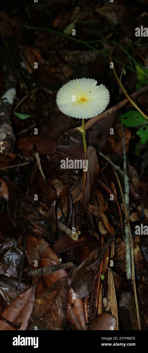 Fragile Dapperling (Leucocoprinus fragilissimus Stock Photo - Alamy