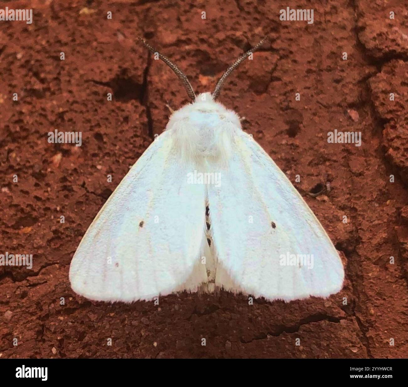 Virginian Tiger Moth (Spilosoma virginica Stock Photo - Alamy