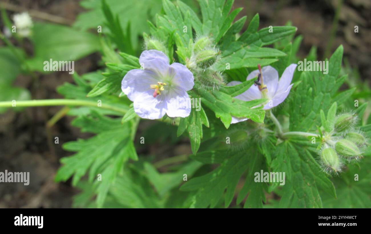 woolly cranesbill (Geranium erianthum Stock Photo - Alamy